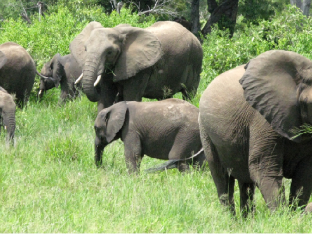 Current Projects - Kanko